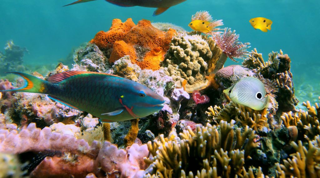 Caribbean Parrot Fish - Sosua Beach Dominican Republic