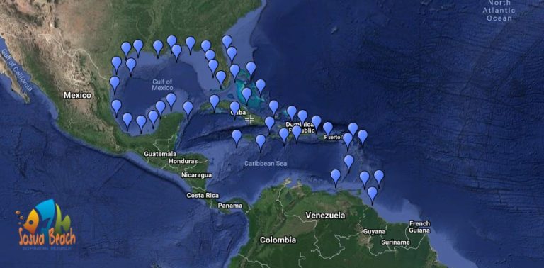 Caribbean Parrot Fish - Sosua Beach Dominican Republic