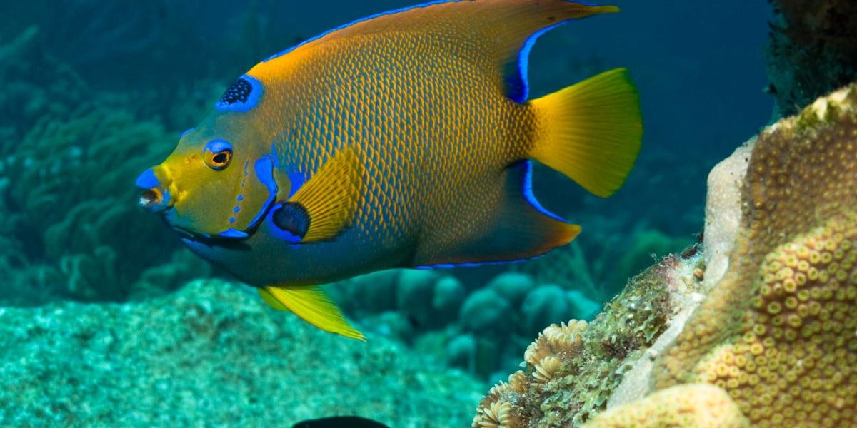 caribbean fish Archives - Sosua Beach Dominican Republic