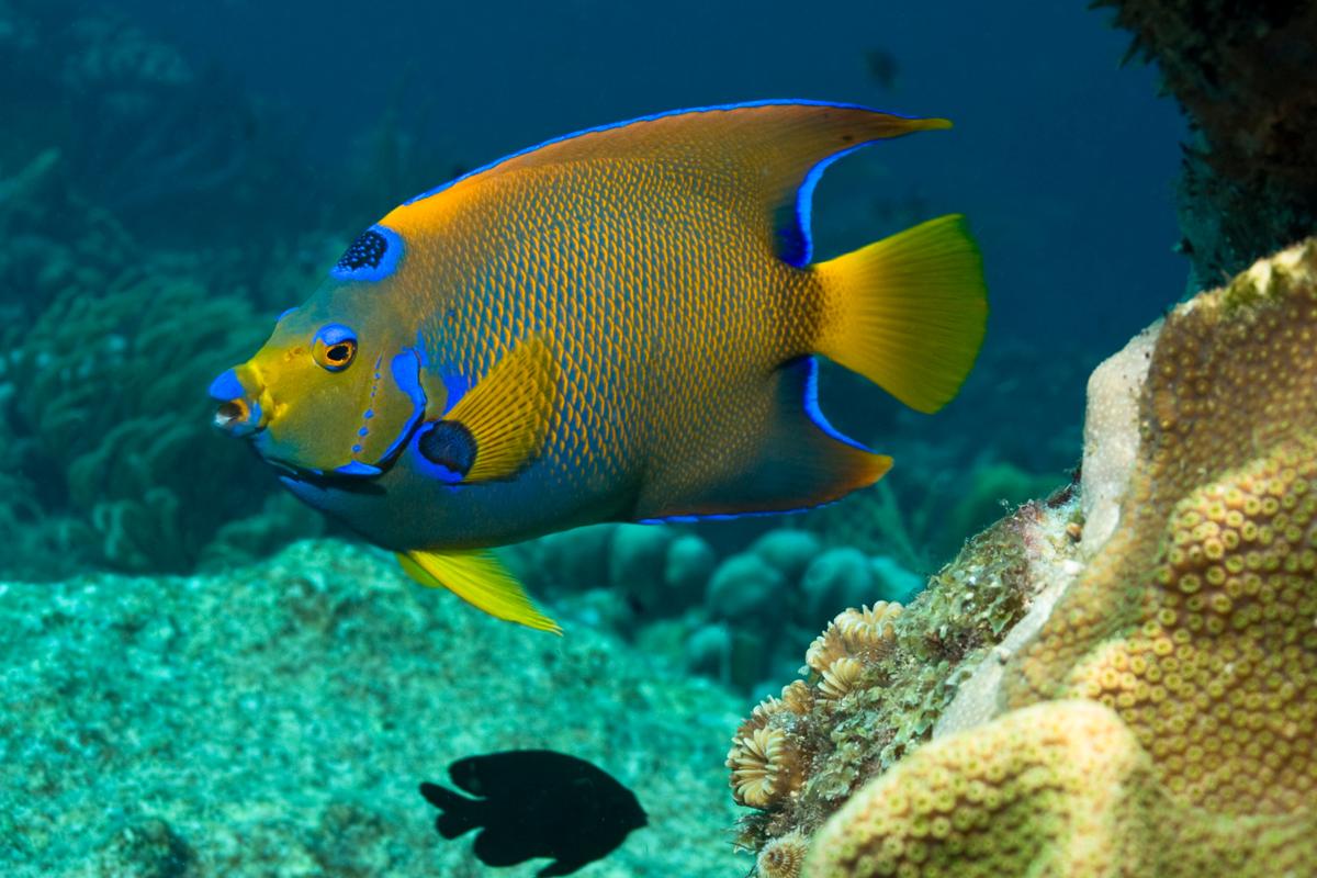 Caribbean Tropical Fish Identification
