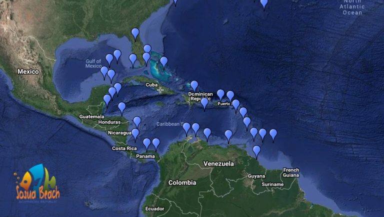 Caribbean Reef Squid - Sosua Beach Dominican Republic