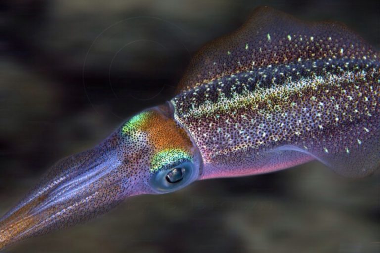 Caribbean Reef Squid - Sosua Beach Dominican Republic