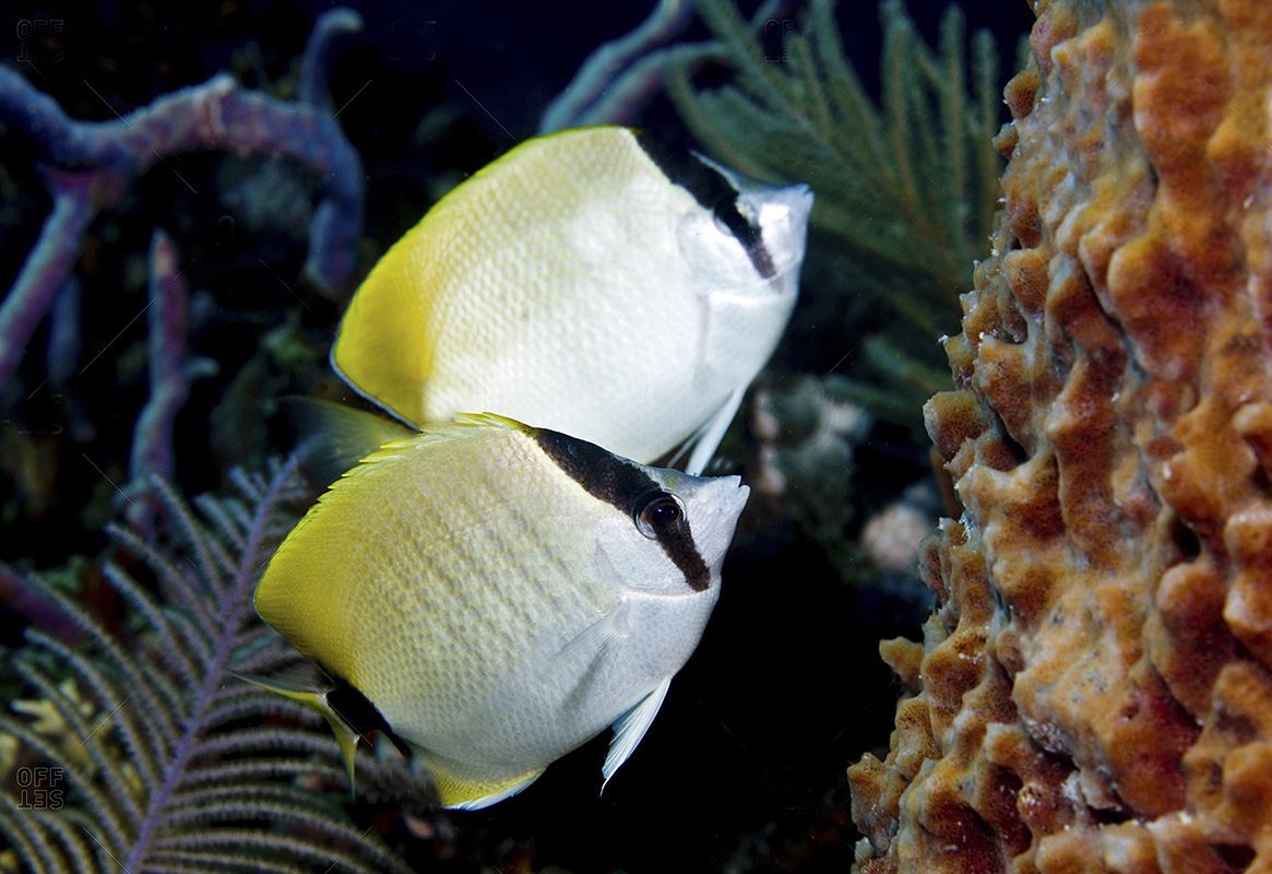 Spotfin Butterfly Fish - Sosua Beach Dominican Republic