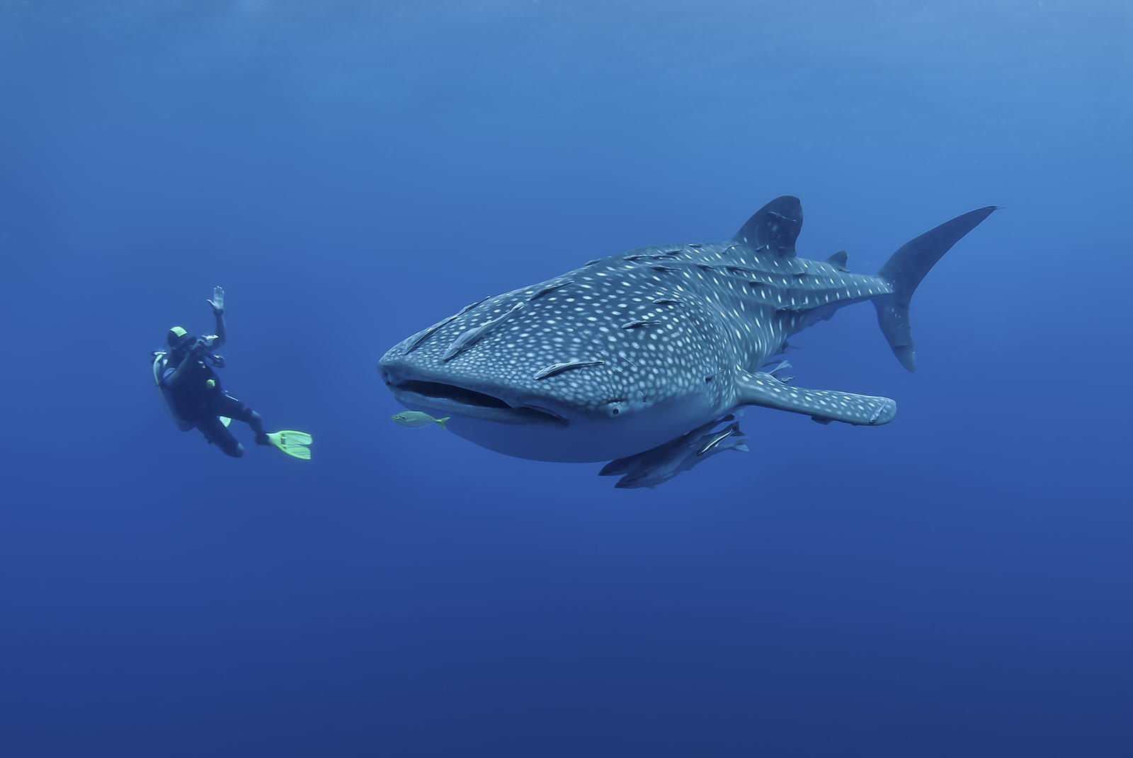 Beached Whale Shark