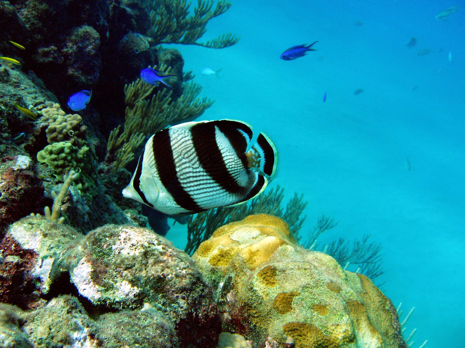 Snorkeling Sosua Beach Day - Sireno Man DR